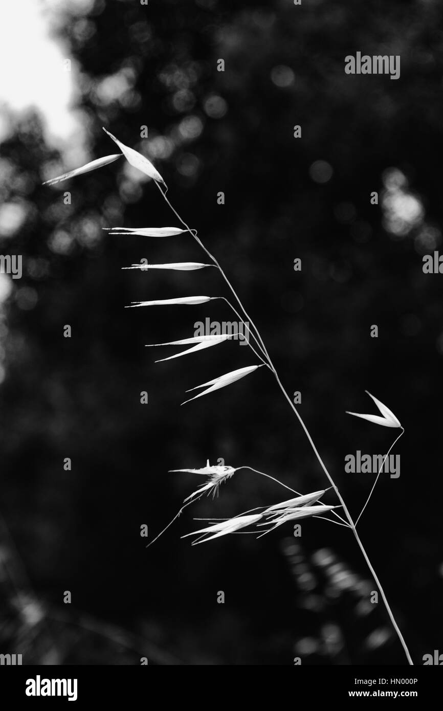 Black and White Spanish Grass in the Oakland Hills Stock Photo - Alamy