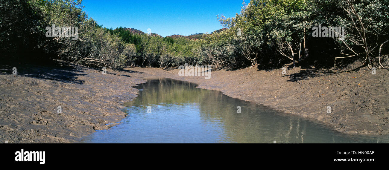 The mud banks of a mangrove forest exposed at low tide Stock Photo - Alamy