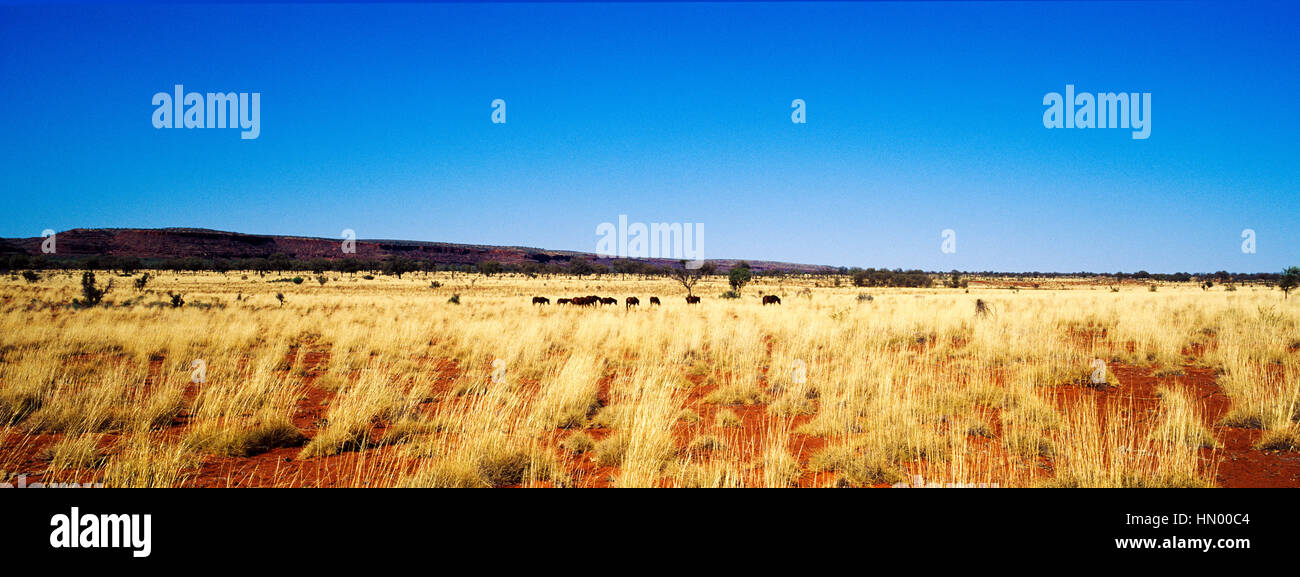 Wild horses known as brumbies migrating through the desert in search of ...
