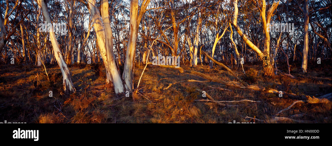 Snow gum hi-res stock photography and images - Alamy