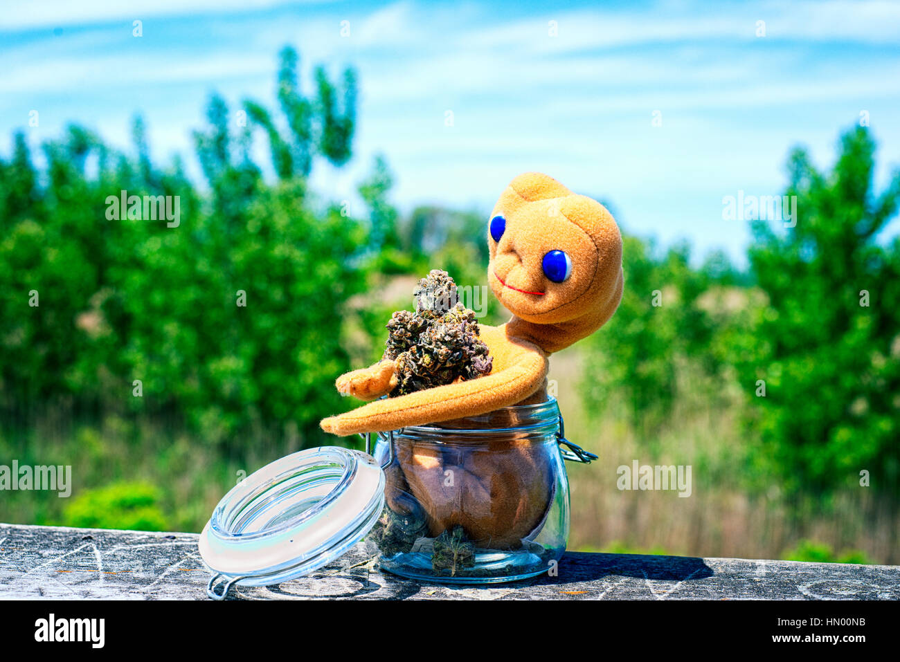 Detail of dried cannabis buds (Purple Alien Strain) with toy and jar ...