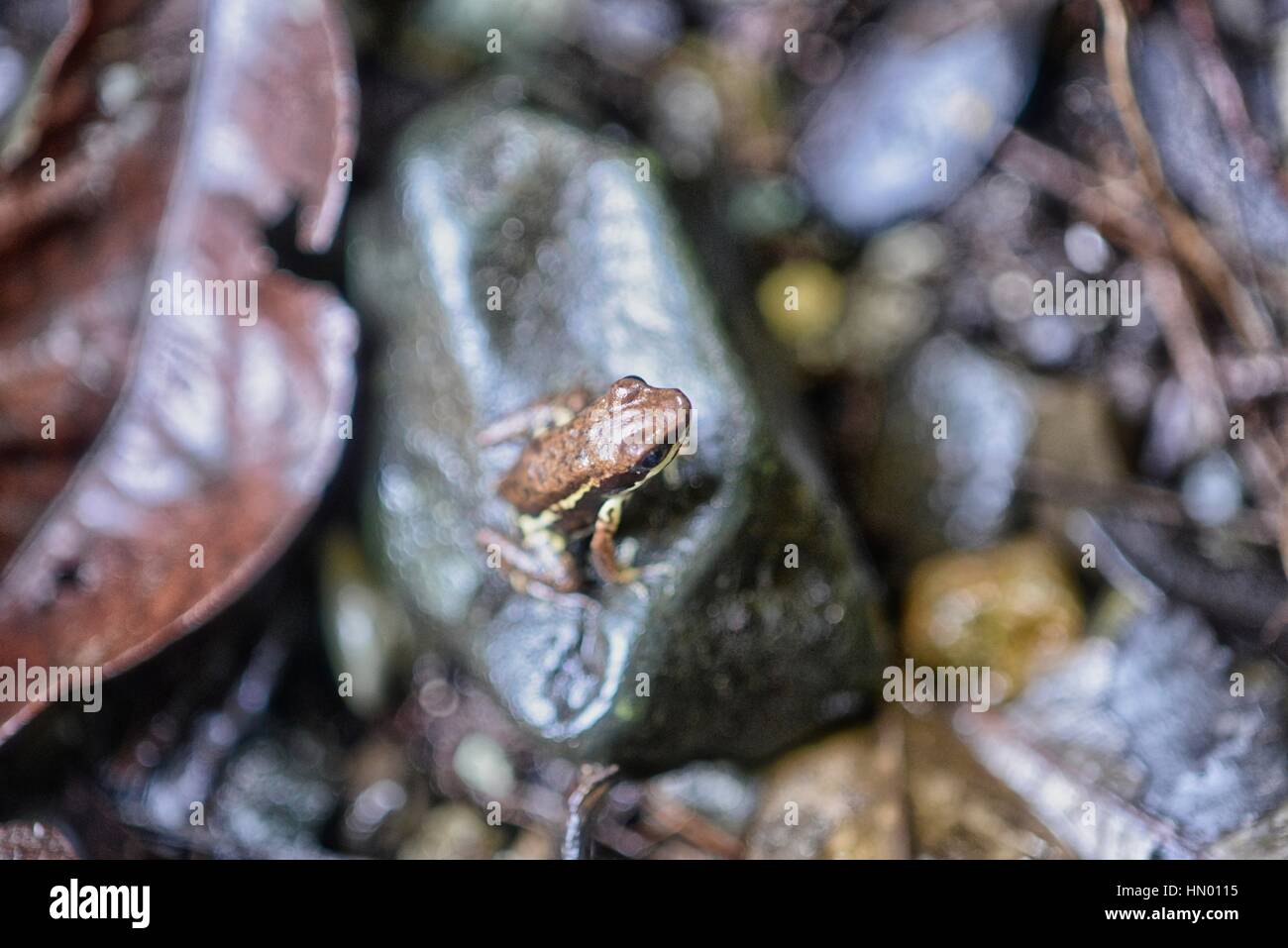Frog angle hi-res stock photography and images - Alamy