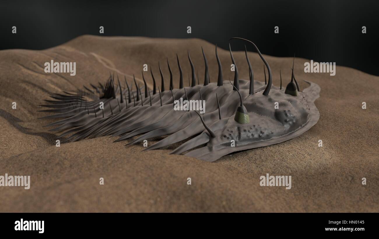 prehistoric trilobite 3d illustration Stock Photo - Alamy