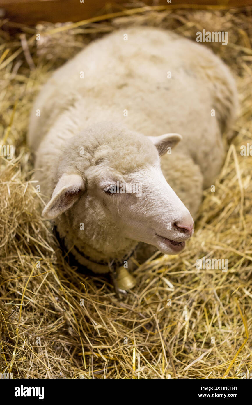Sheep in a corral hi-res stock photography and images - Alamy