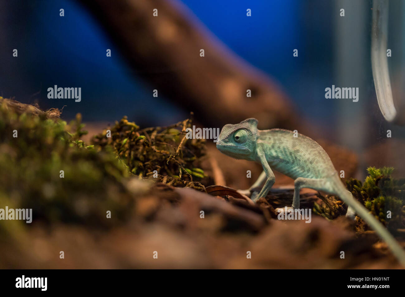small lizard in terrarium for home decoration Stock Photo - Alamy
