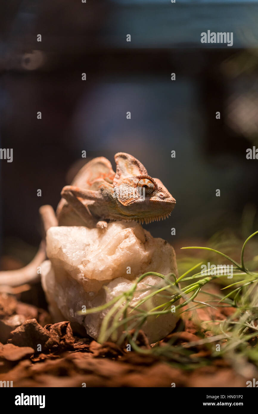 small lizard in terrarium for home decoration Stock Photo - Alamy