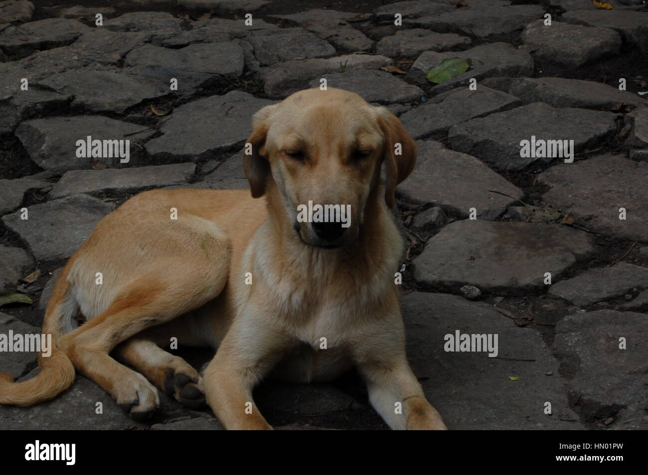 stray dog in Peru Stock Photo - Alamy