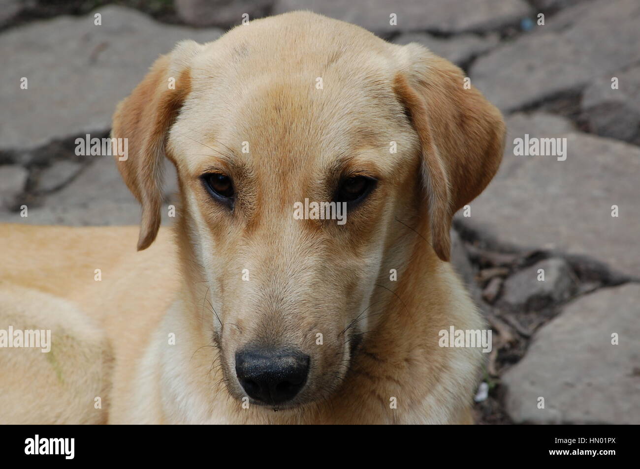 stray dog in Peru Stock Photo - Alamy