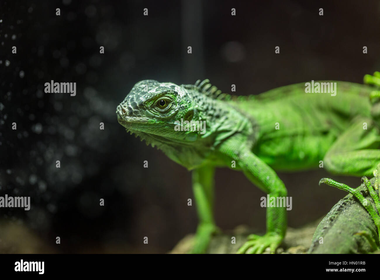small lizard in terrarium for home decoration Stock Photo - Alamy
