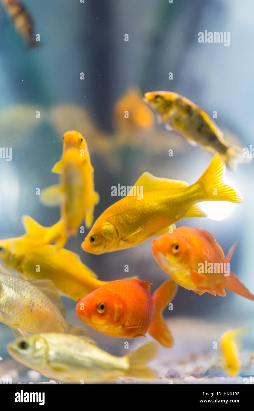 colorful decorative fishes in aquarium Stock Photo - Alamy