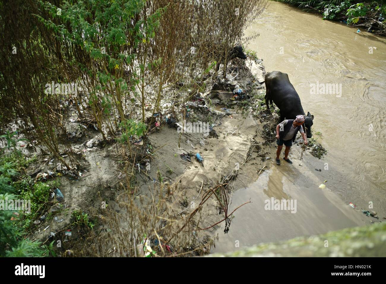 Farmer washing his cow hi-res stock photography and images - Alamy