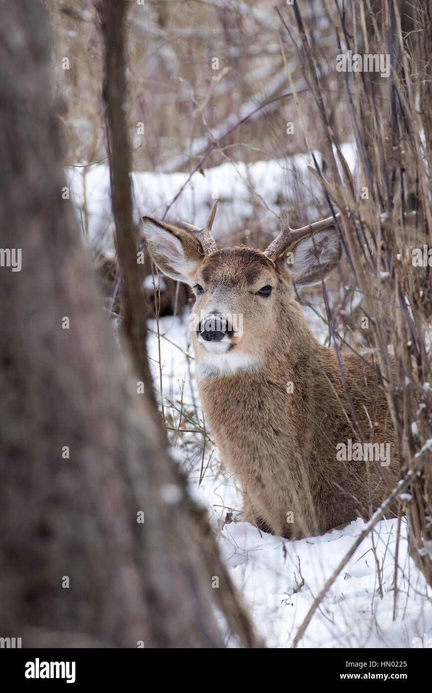 White-tailed deer buck Stock Photo - Alamy