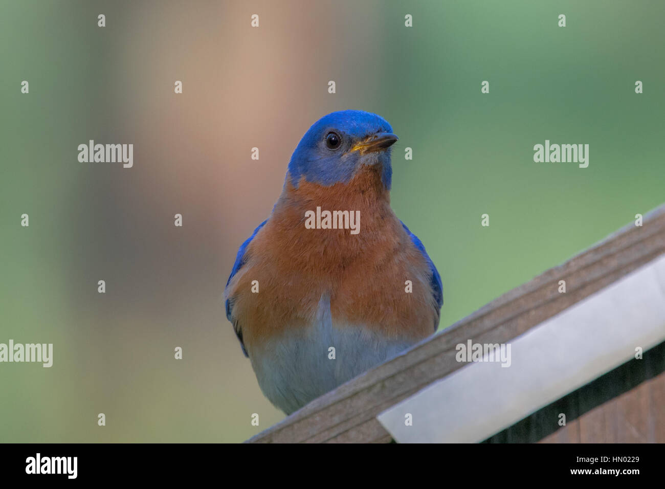 Bluebird box hi-res stock photography and images - Alamy