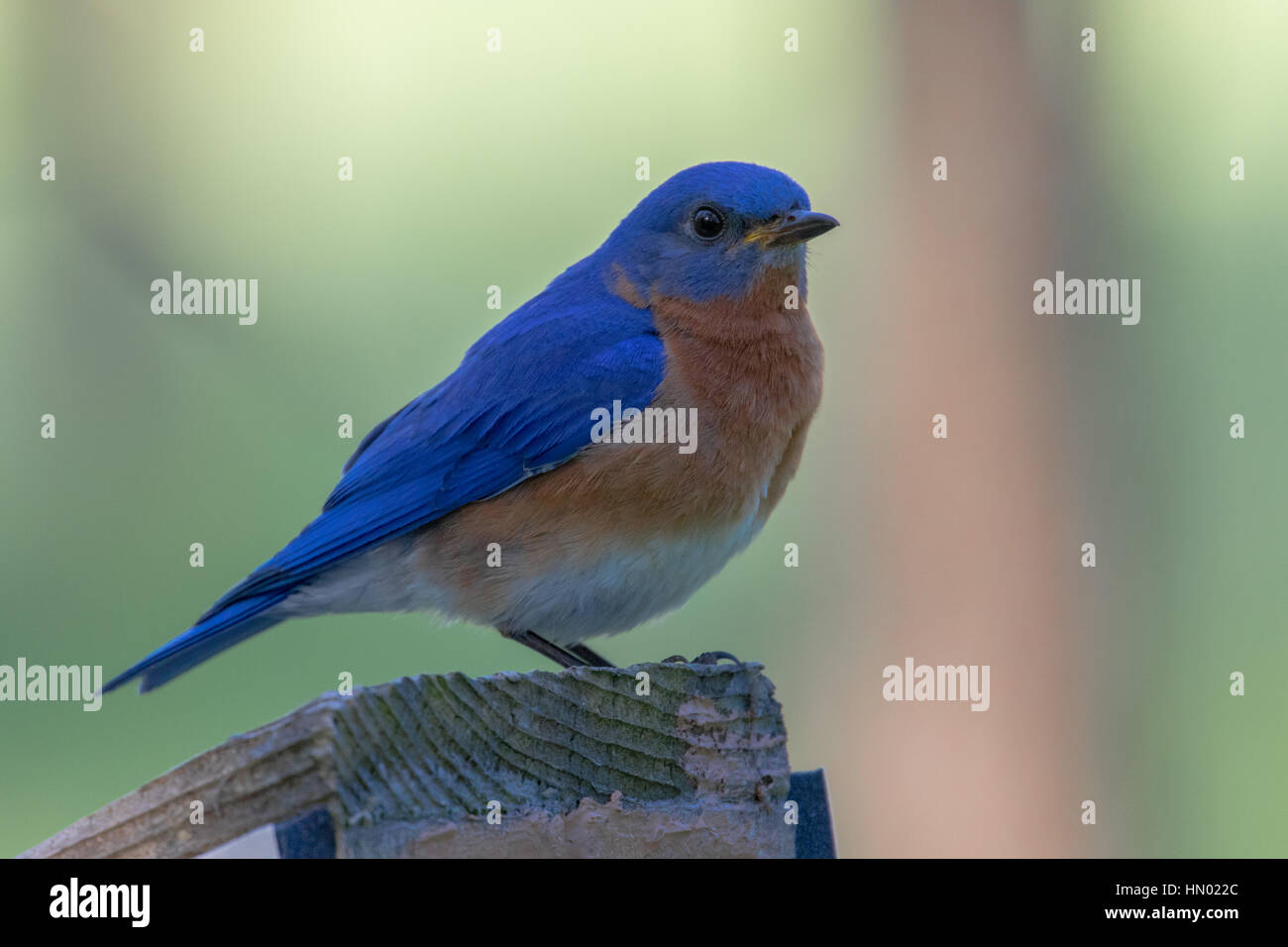 Eastern bluebird hi-res stock photography and images - Alamy
