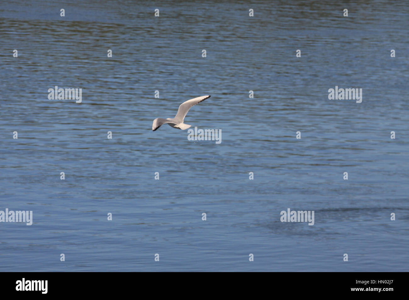 Seagull sea bird hunting hi-res stock photography and images - Alamy