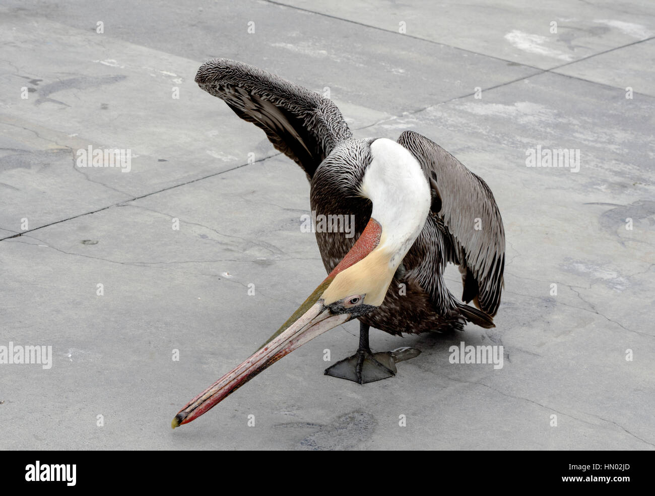 Stretching pelican hi-res stock photography and images - Alamy