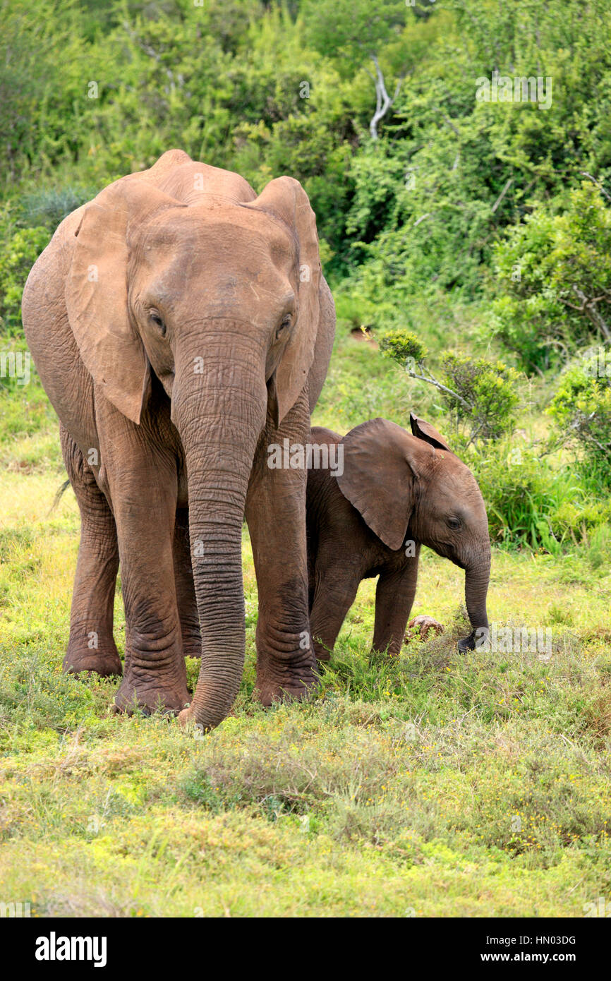 Elephant female mother females hi-res stock photography and images - Alamy