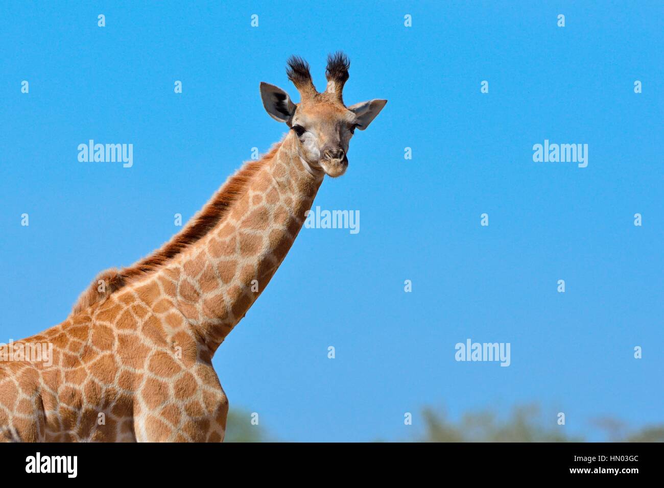 Young South African giraffe or Cape giraffe (Giraffa giraffa giraffa ...