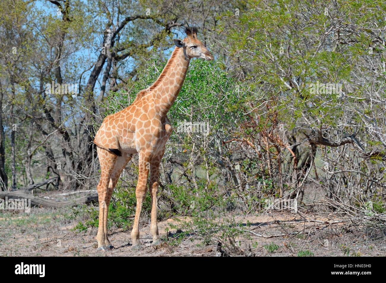 South African Giraffe Stock Photos & South African Giraffe Stock Images ...