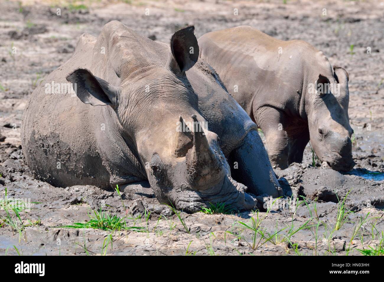 White rhinoceroses or Square-lipped rhinoceroses (Ceratotherium simum ...