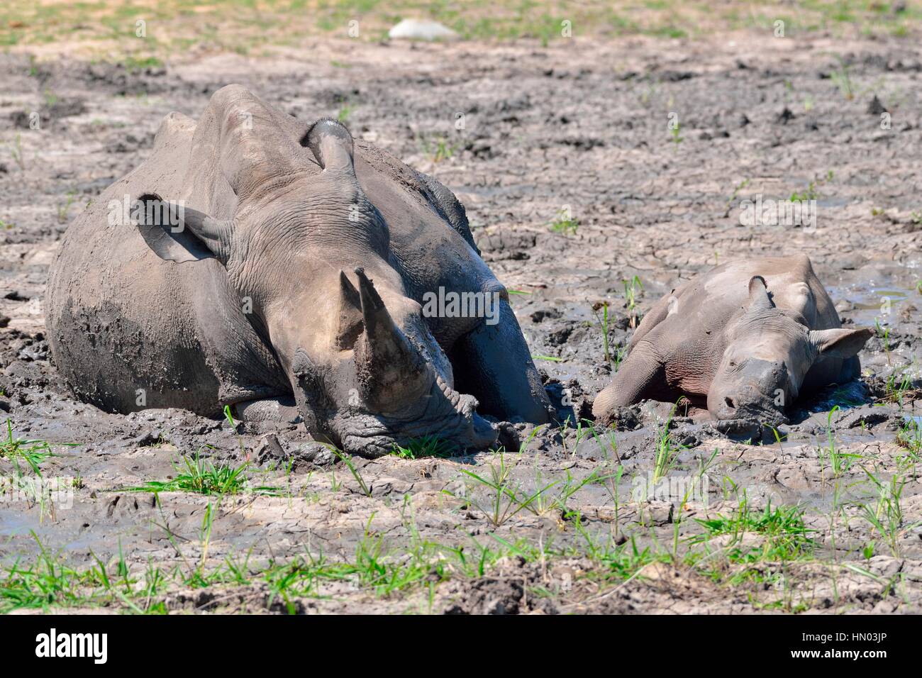 White rhinoceros mud wallow hi-res stock photography and images - Alamy