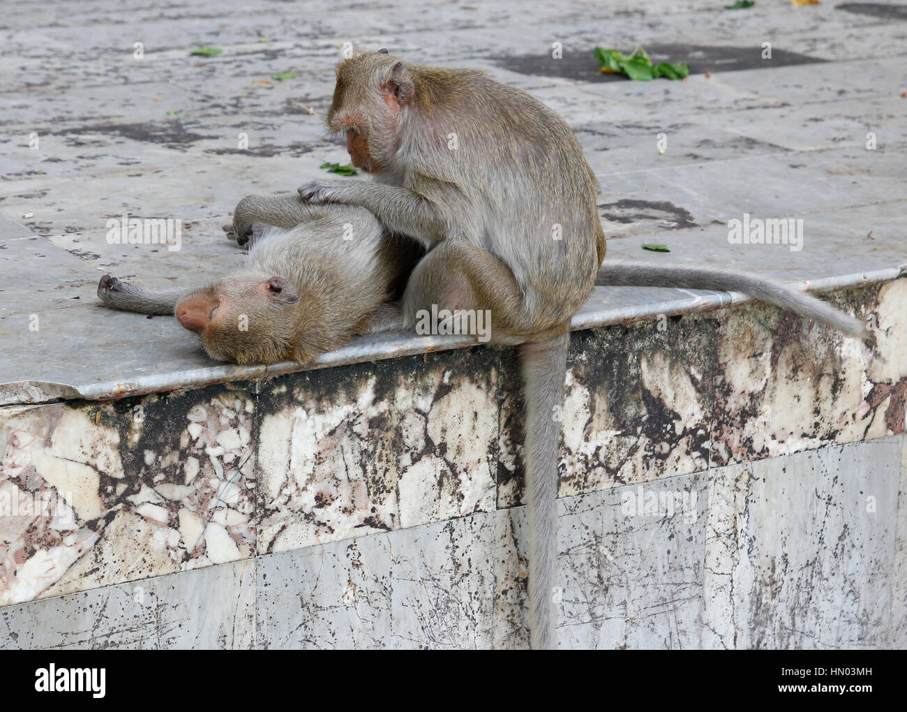 Eating fleas hi-res stock photography and images - Alamy