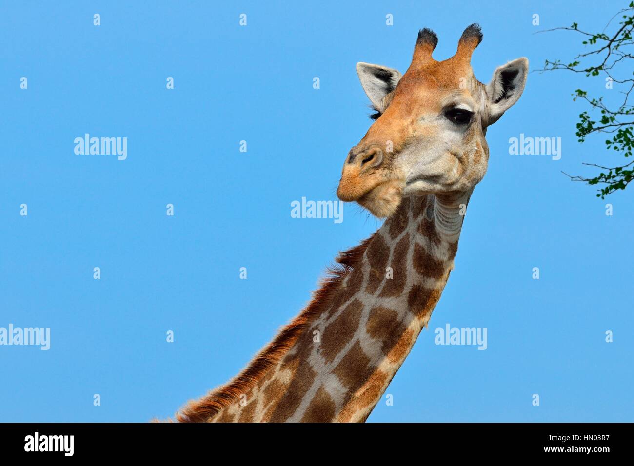 South African giraffe or Cape giraffe (Giraffa giraffa giraffa), Kruger ...