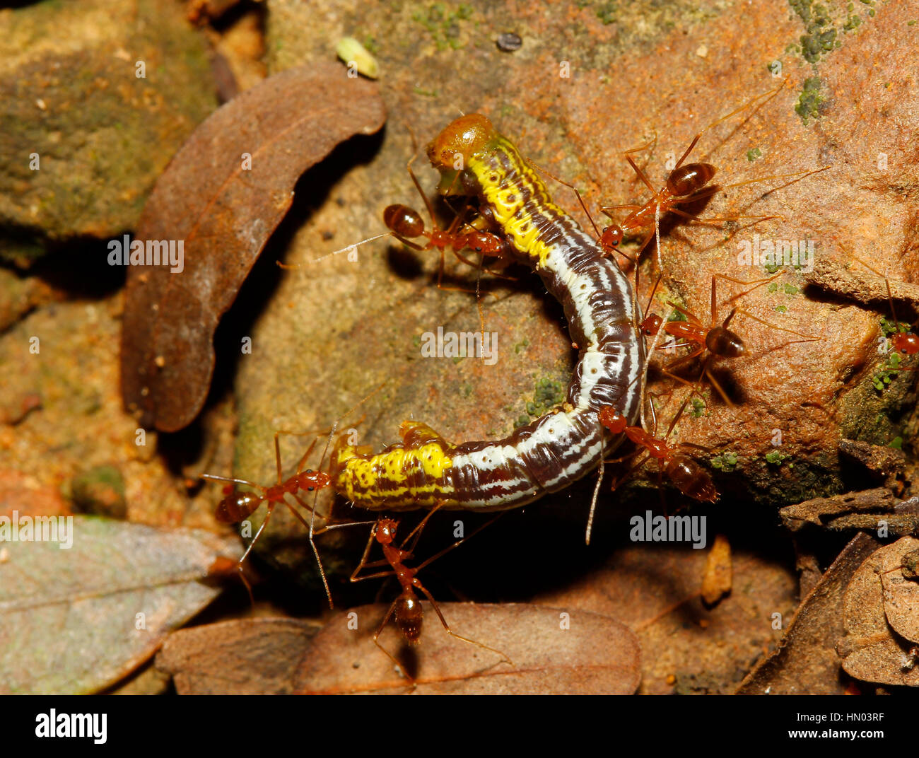 groups red ants attacking a worm in nature thailand Stock Photo - Alamy
