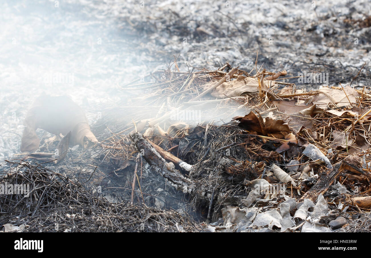 fire burning dry tree branches Stock Photo - Alamy