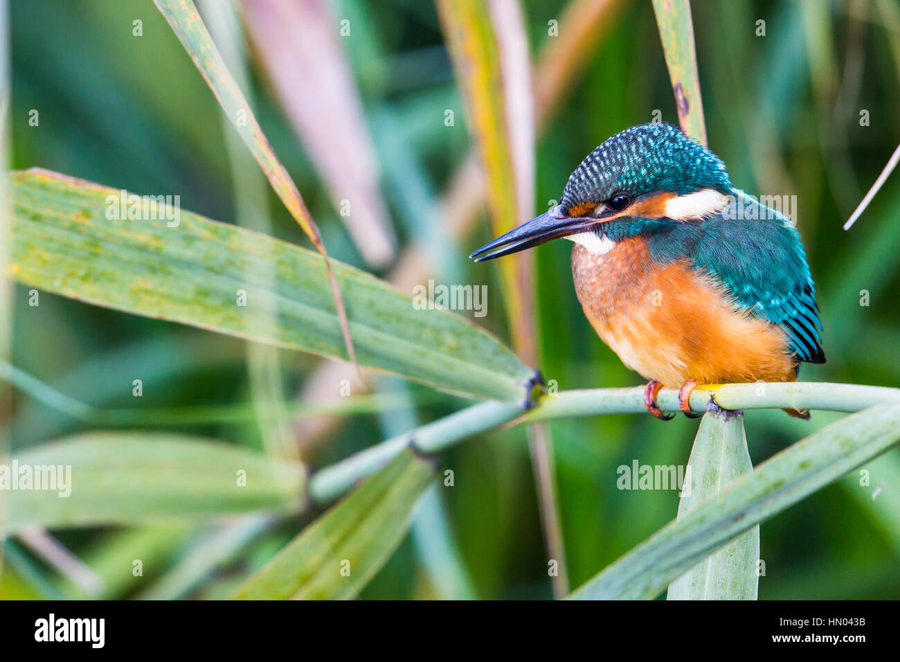 Portrait colourful hi-res stock photography and images - Alamy