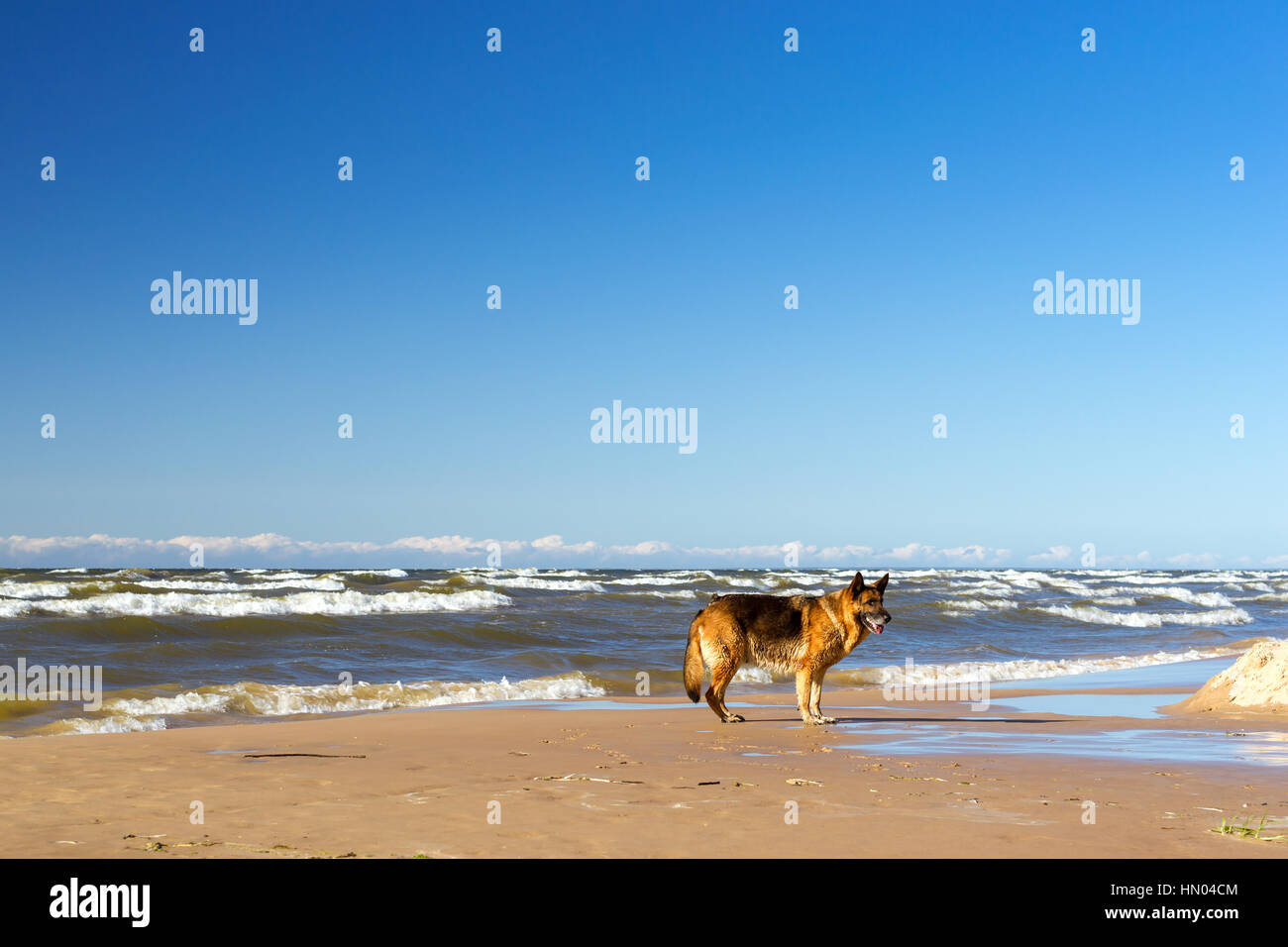 German shepherd run along shore of Finnish Gulf in Estonian sea resort ...