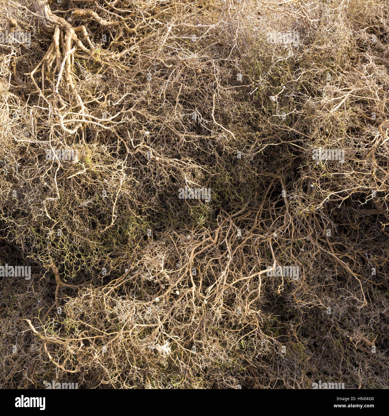 texture dry shrubs Stock Photo - Alamy