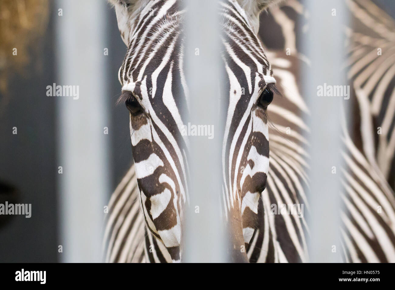 Zebra behind bars hi-res stock photography and images - Alamy