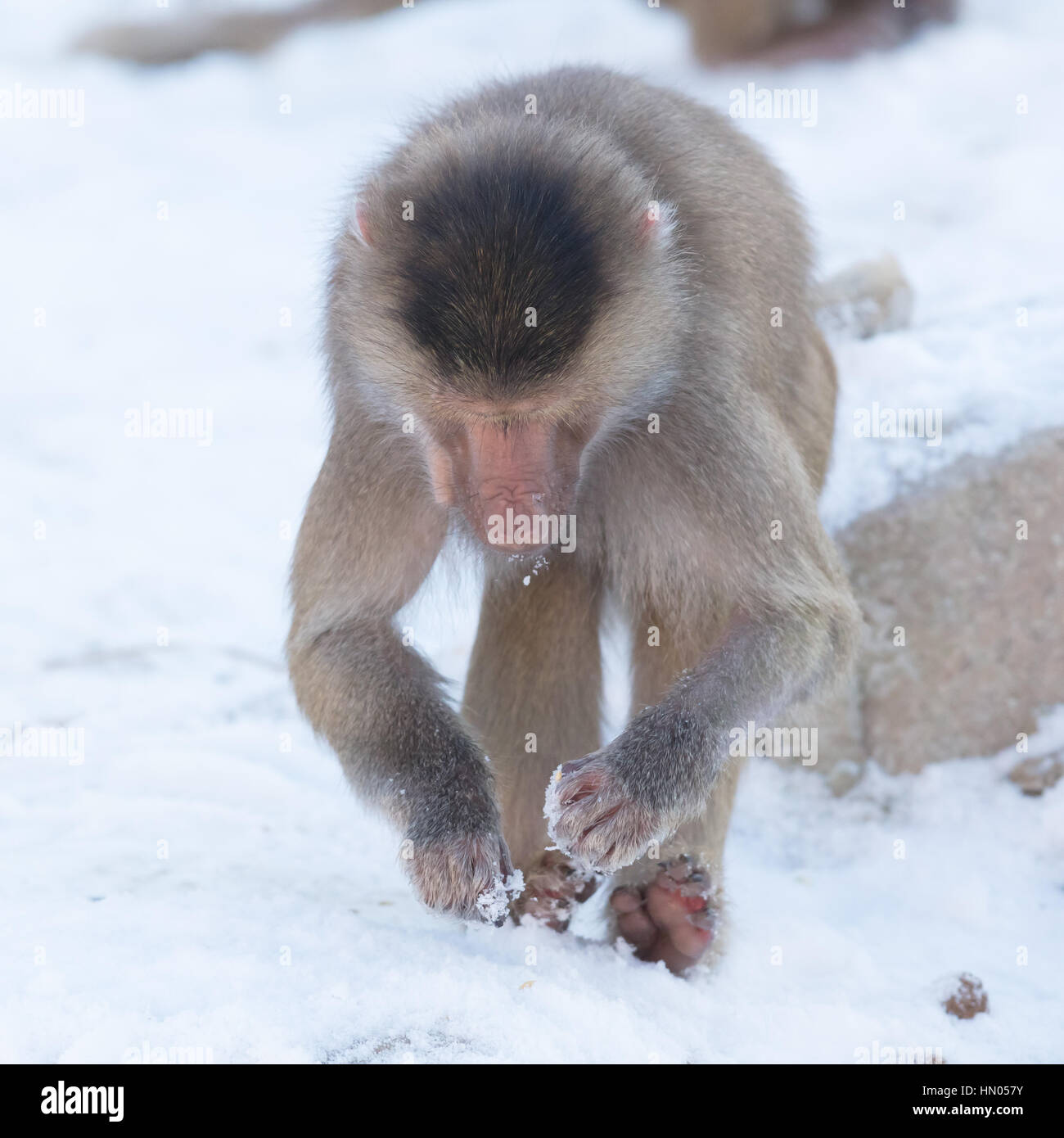 Macaque eating human food hi-res stock photography and images - Alamy