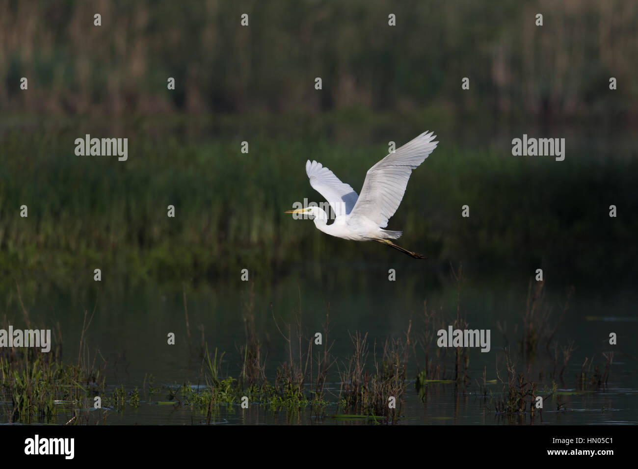 natural great white egret (egretta alba) in flight Stock Photo - Alamy