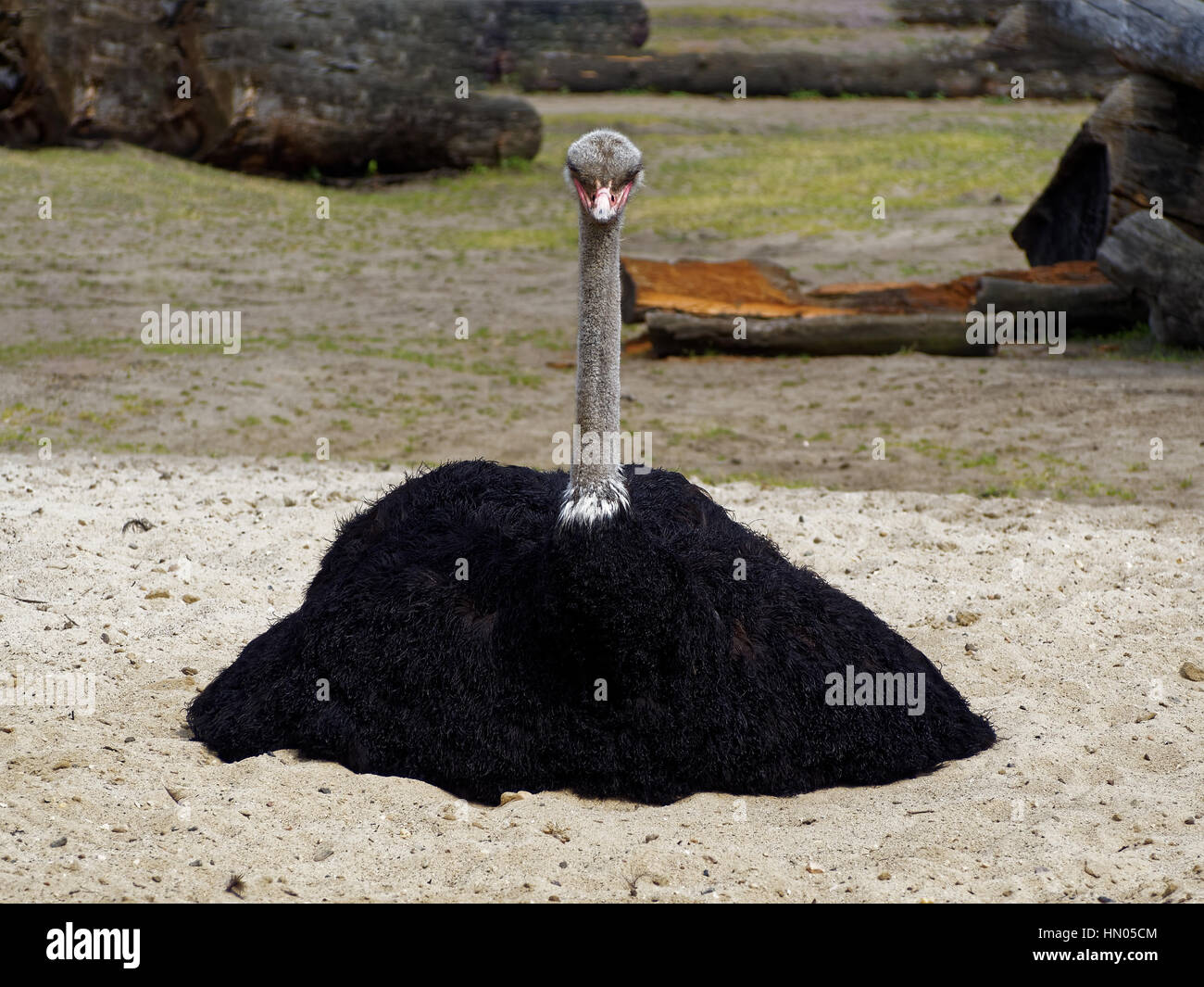 ostrich is sitting on sand summer day Stock Photo - Alamy