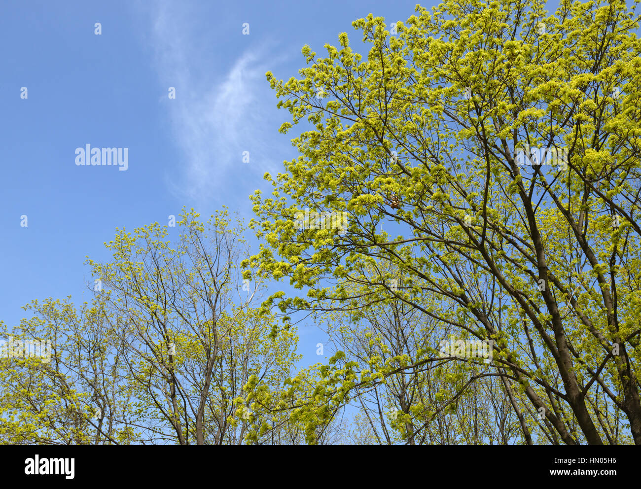 Norway maple (Acer platanoides) trees with bright yellow-green flower ...