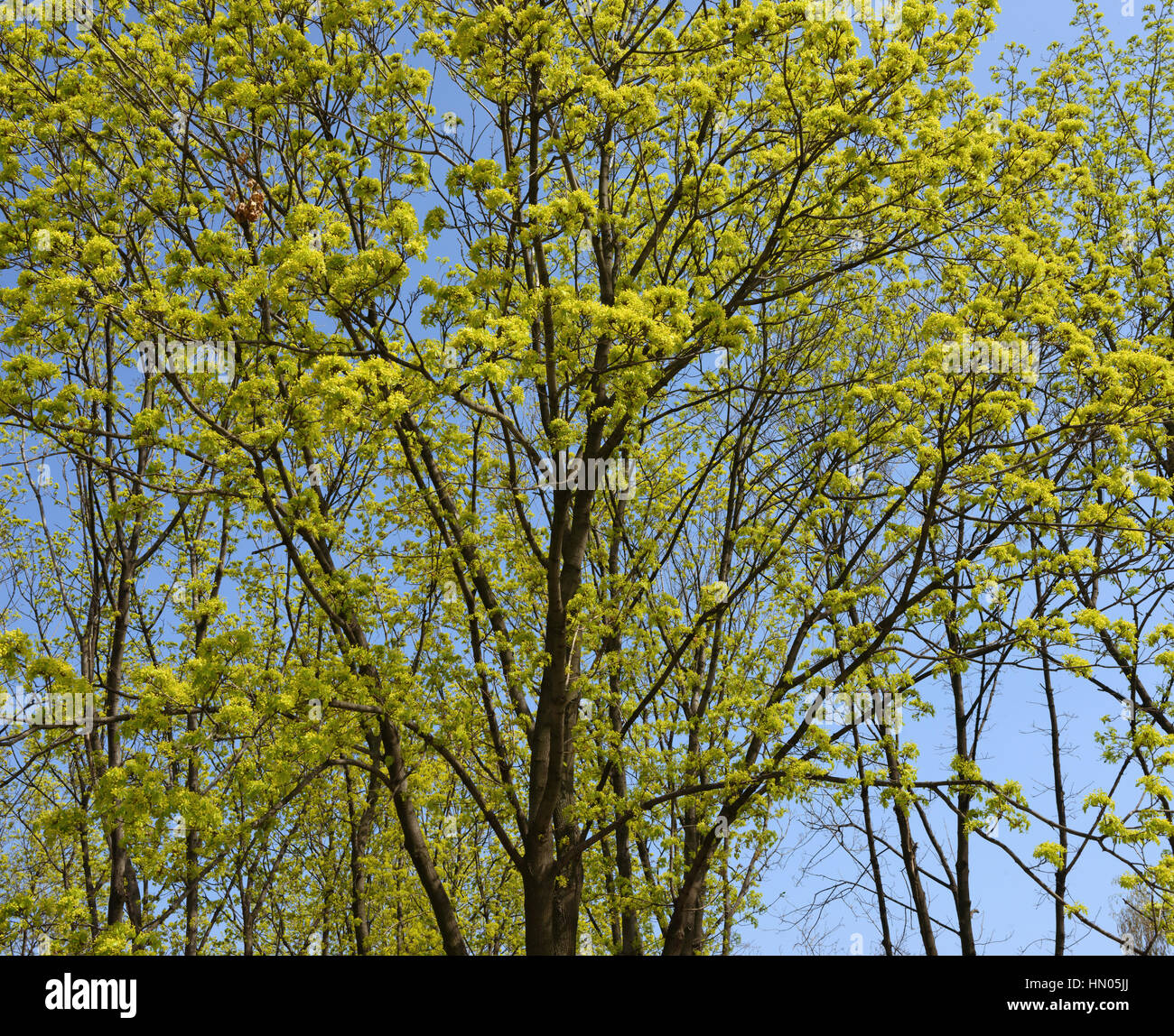 Norway maple (Acer platanoides) trees with bright yellow-green flower ...