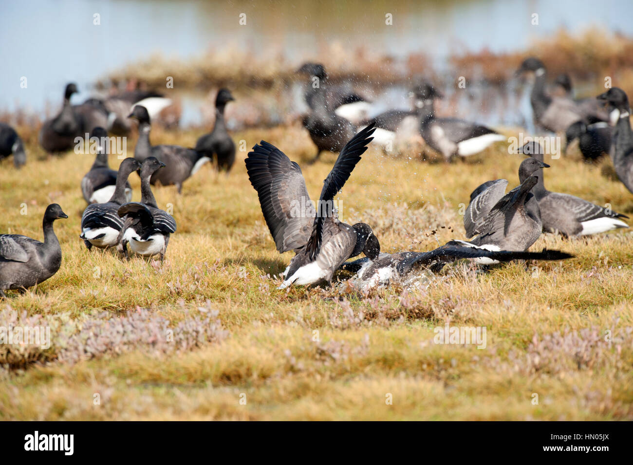 Goose fight hi-res stock photography and images - Alamy