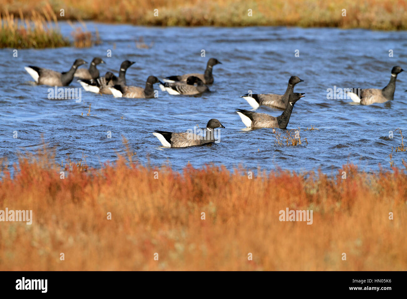 Black brant goose hi-res stock photography and images - Alamy