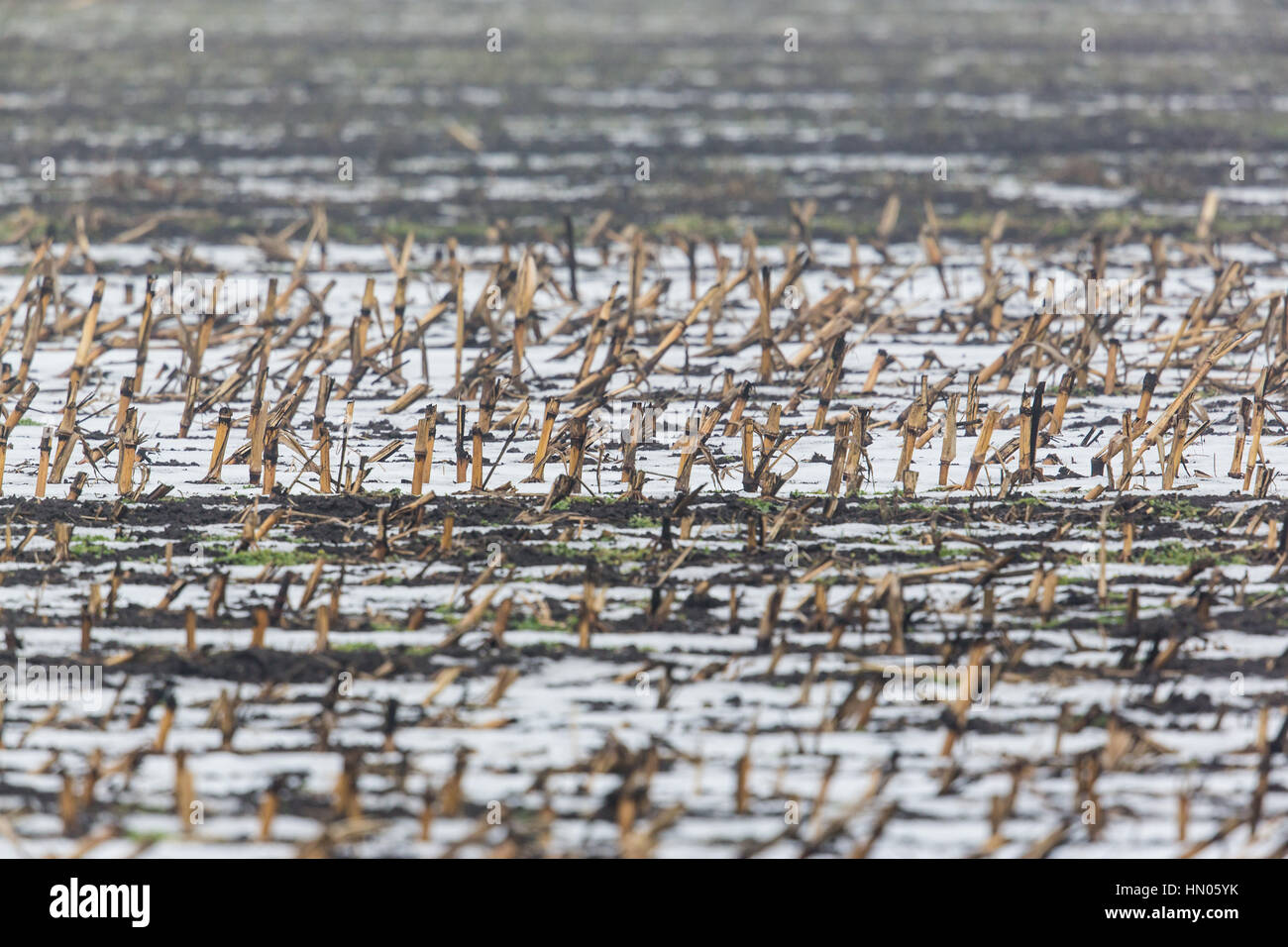 Fog corn field hi-res stock photography and images - Alamy