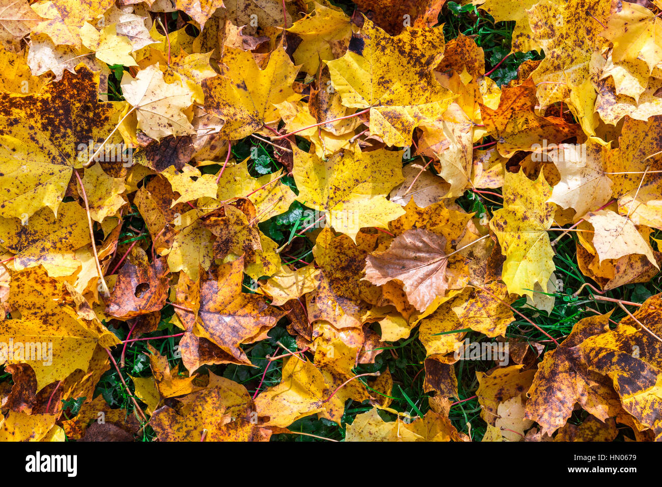 Colorful and bright background made of fallen autumn leaves Stock Photo ...