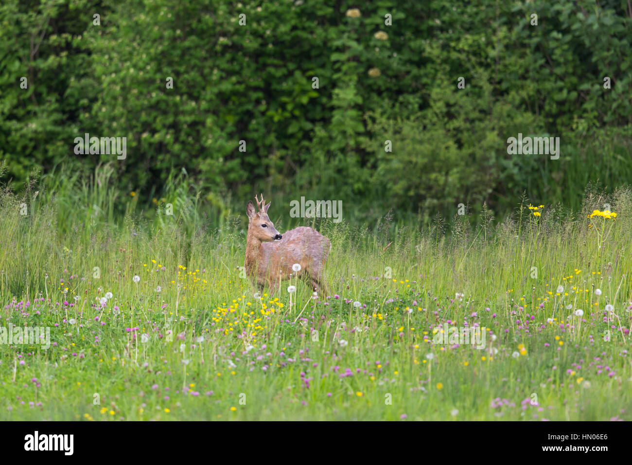 Roebuck Wildlife High Resolution Stock Photography and Images - Alamy
