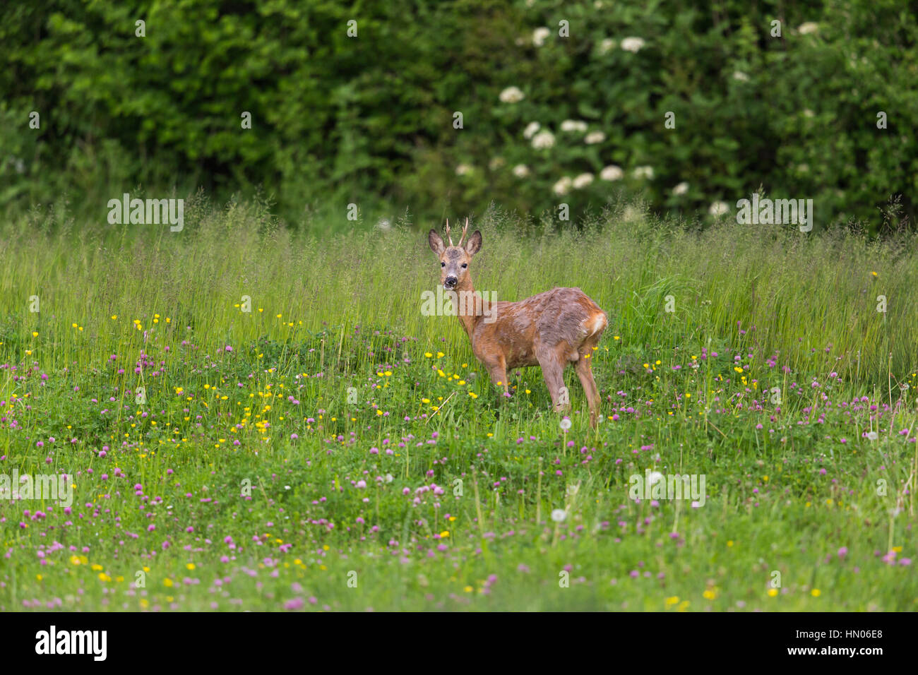 Roebuck wildlife hi-res stock photography and images - Alamy