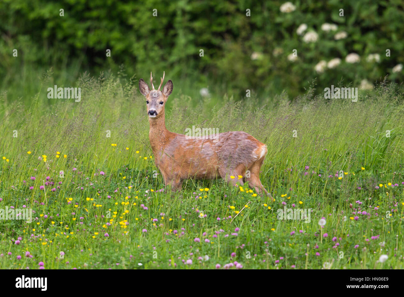 Roebuck wildlife hi-res stock photography and images - Alamy