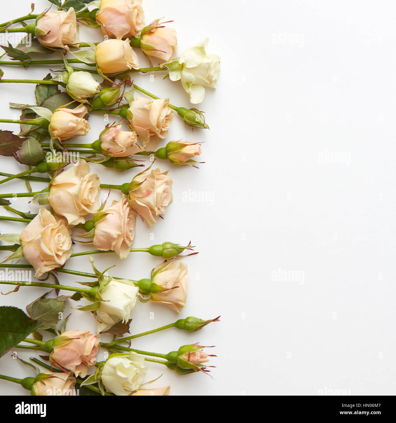 creamy roses framing a white background with free space Stock Photo - Alamy