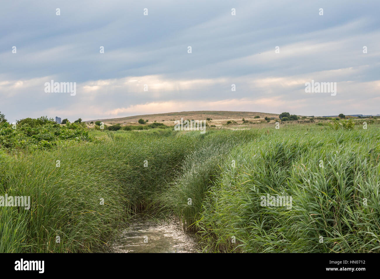 Rainham Marshes, Essex at the nature reserve Stock Photo - Alamy