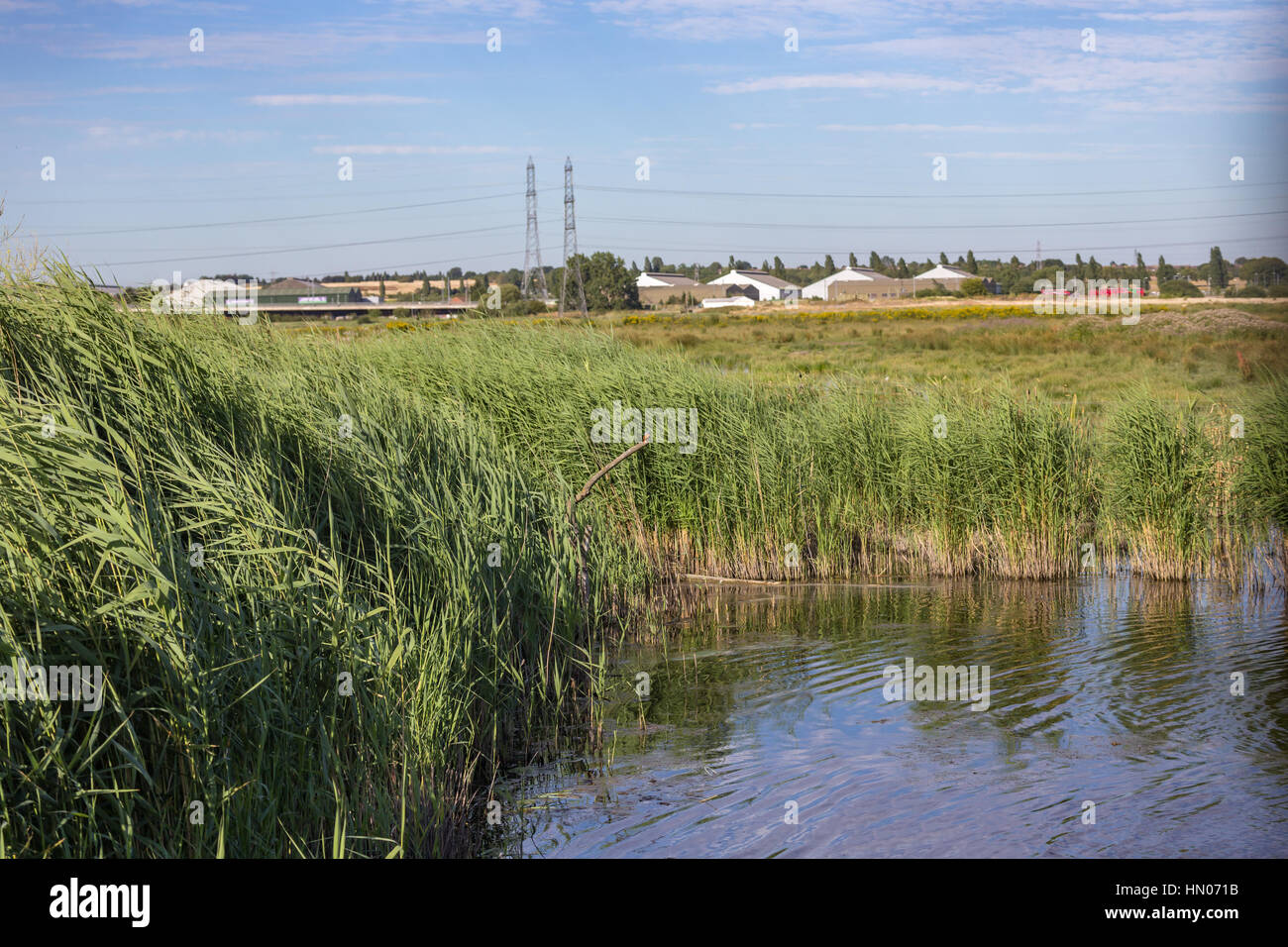 Rainham Marshes, Essex at the nature reserve Stock Photo - Alamy