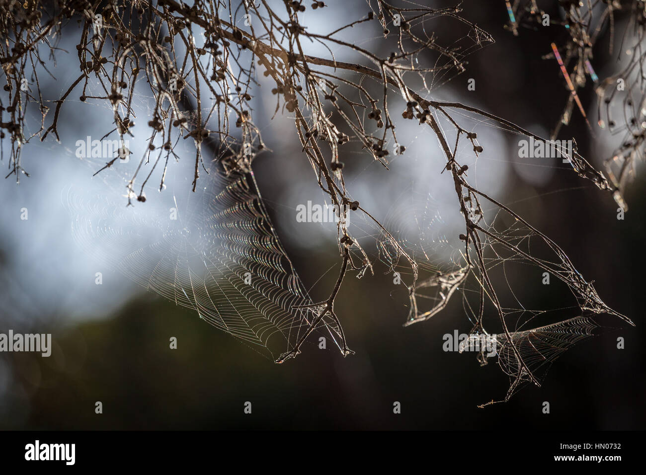 Closeup of beautiful spider web Stock Photo - Alamy