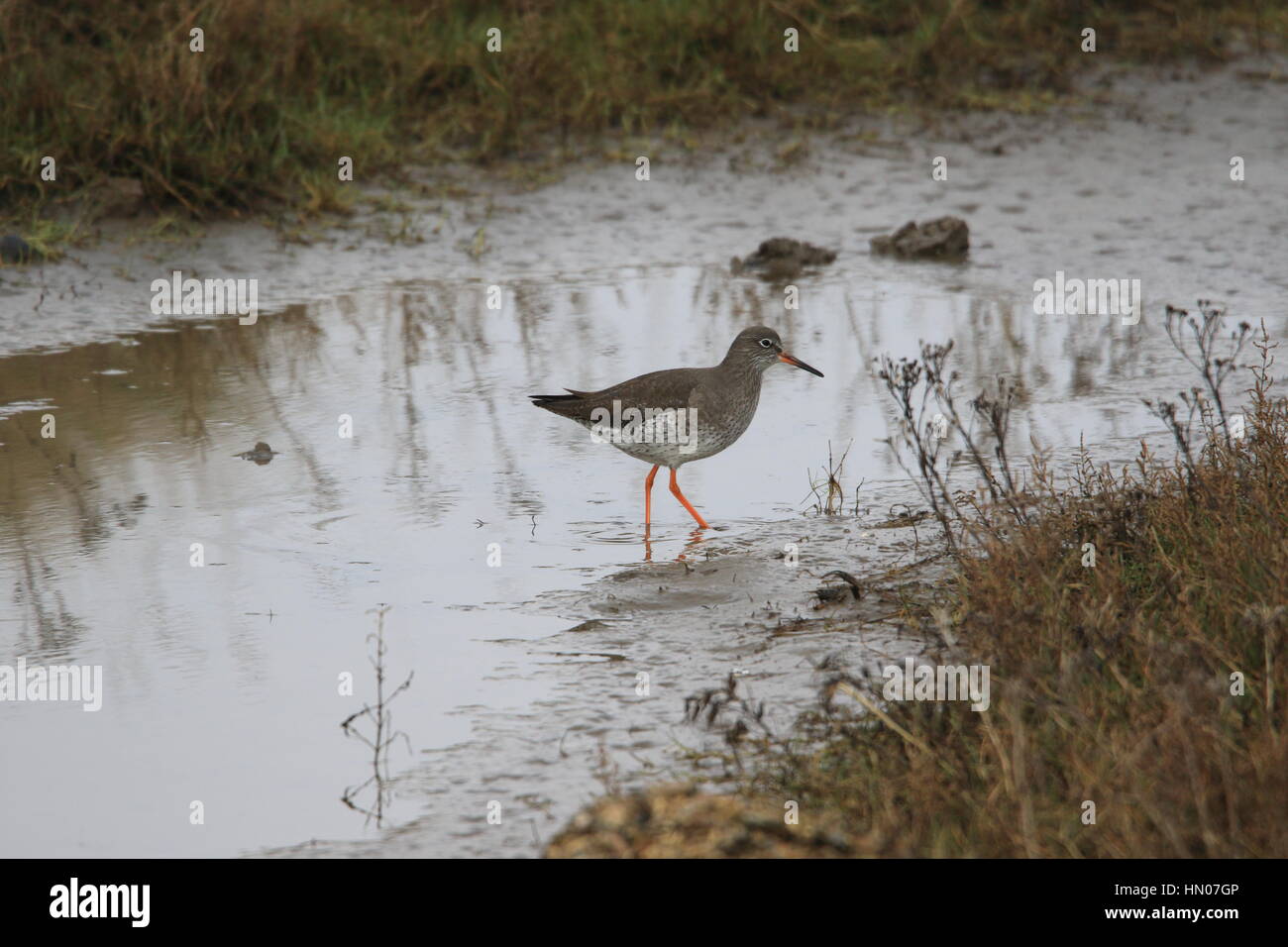 Looking for grass to eat in the sandy hi-res stock photography and ...